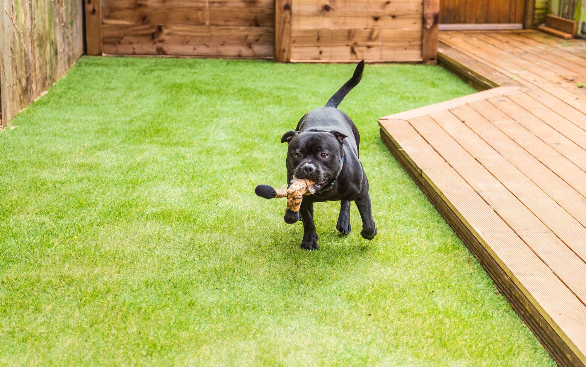 How To Install Artificial Turf For Dogs